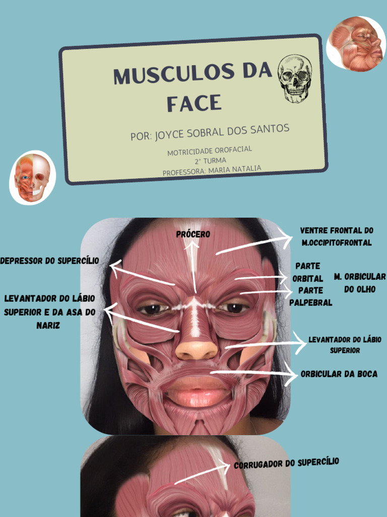 Portfólio - Músculos Da Face | PDF