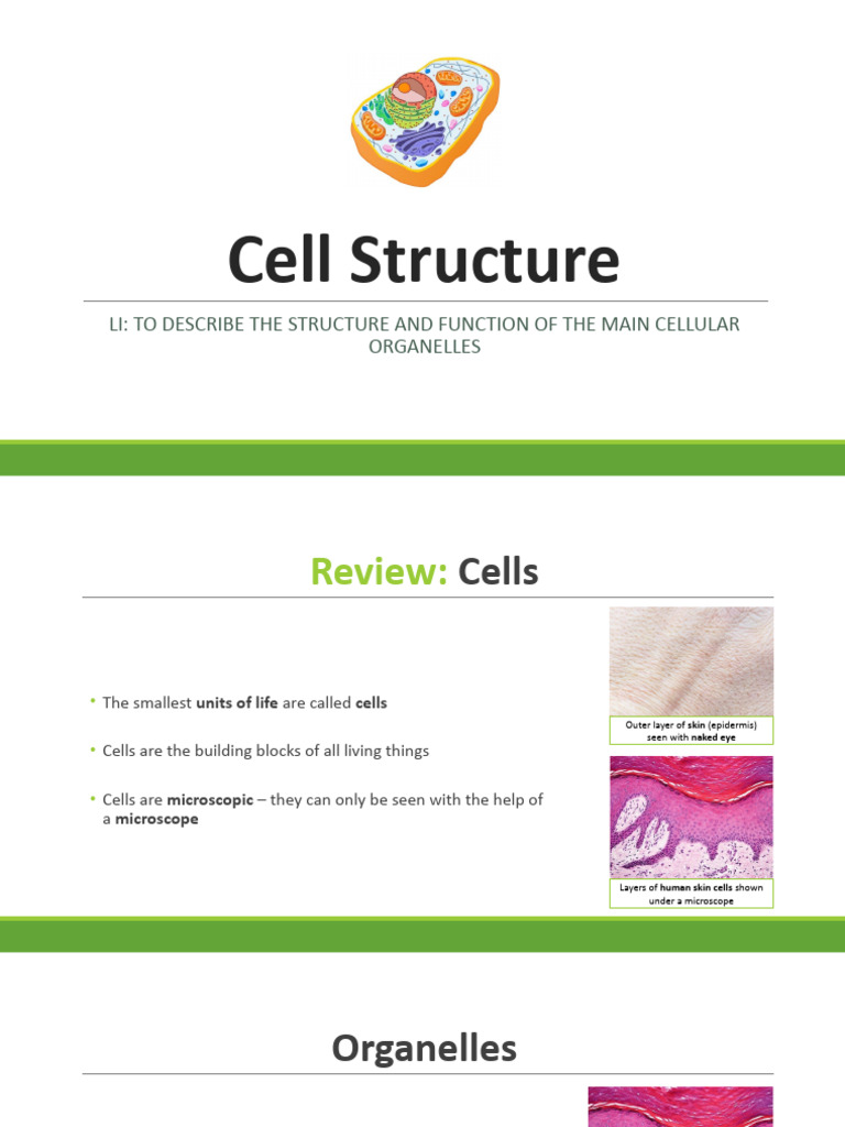 PPT 2 Animal Cell Structure | Download Free PDF | Cell (Biology) | Endoplasmic Reticulum