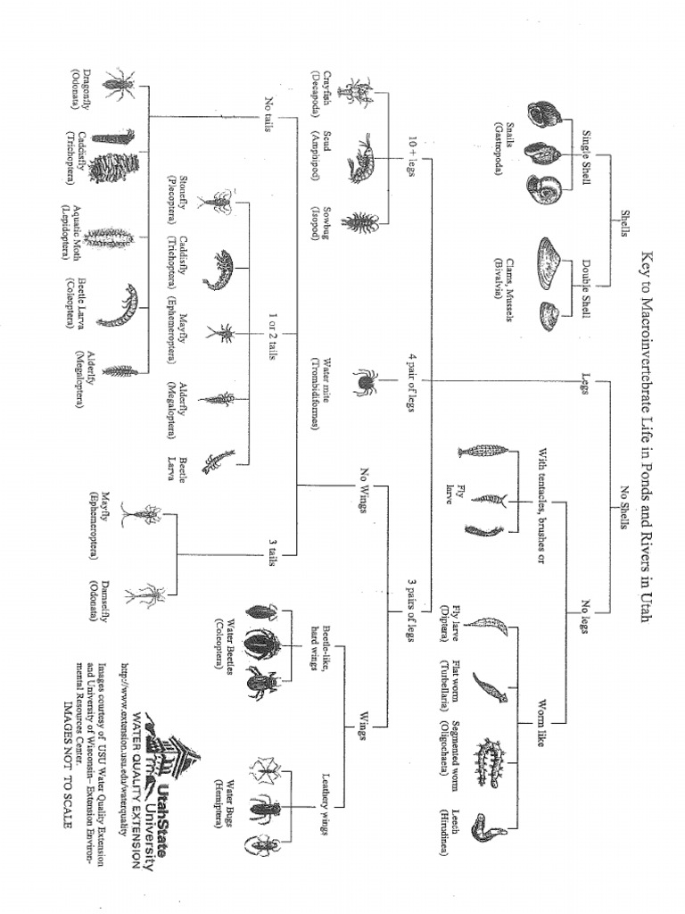 Water Quality Index Lab Macroinvertebrates | PDF