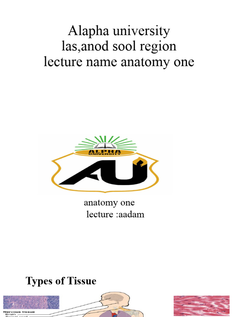 Anatomy One Tissue | PDF | Epithelium | Tissue (Biology)