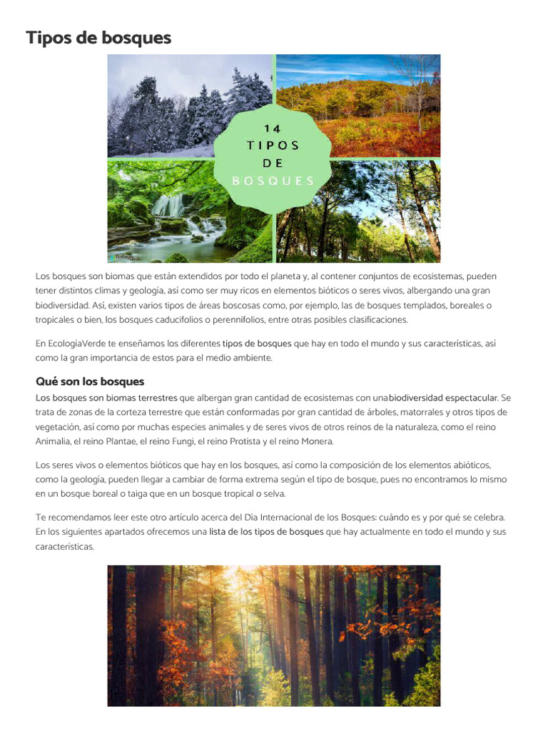 Tipos de Bosques | PDF | Selva | Los bosques
