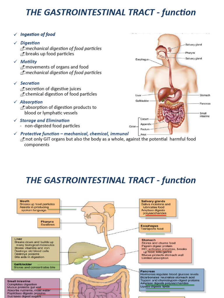 Gastro-Intestinal Tract.-2020.-7 - Копия 2 2 | PDF | Gastrointestinal ...