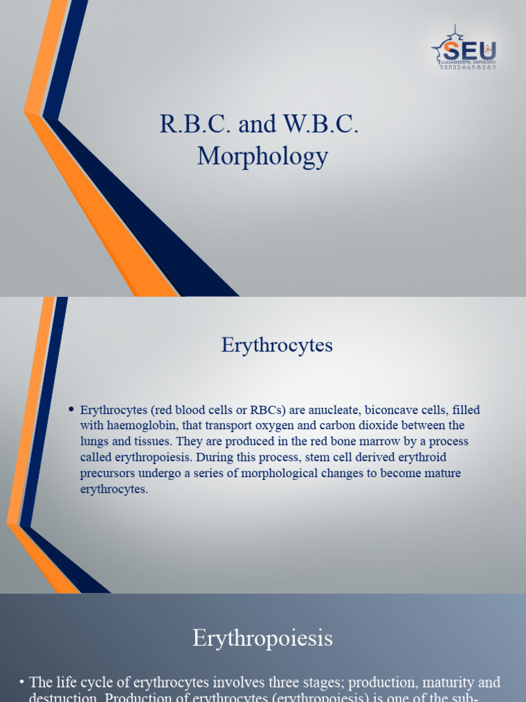 RBC WBC | PDF | White Blood Cell | Immune System