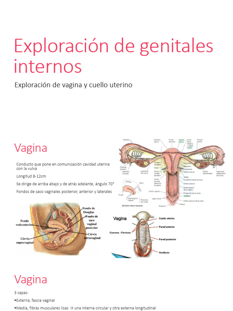 Exploración de Genitales Internos | PDF | Vagina | Ovario