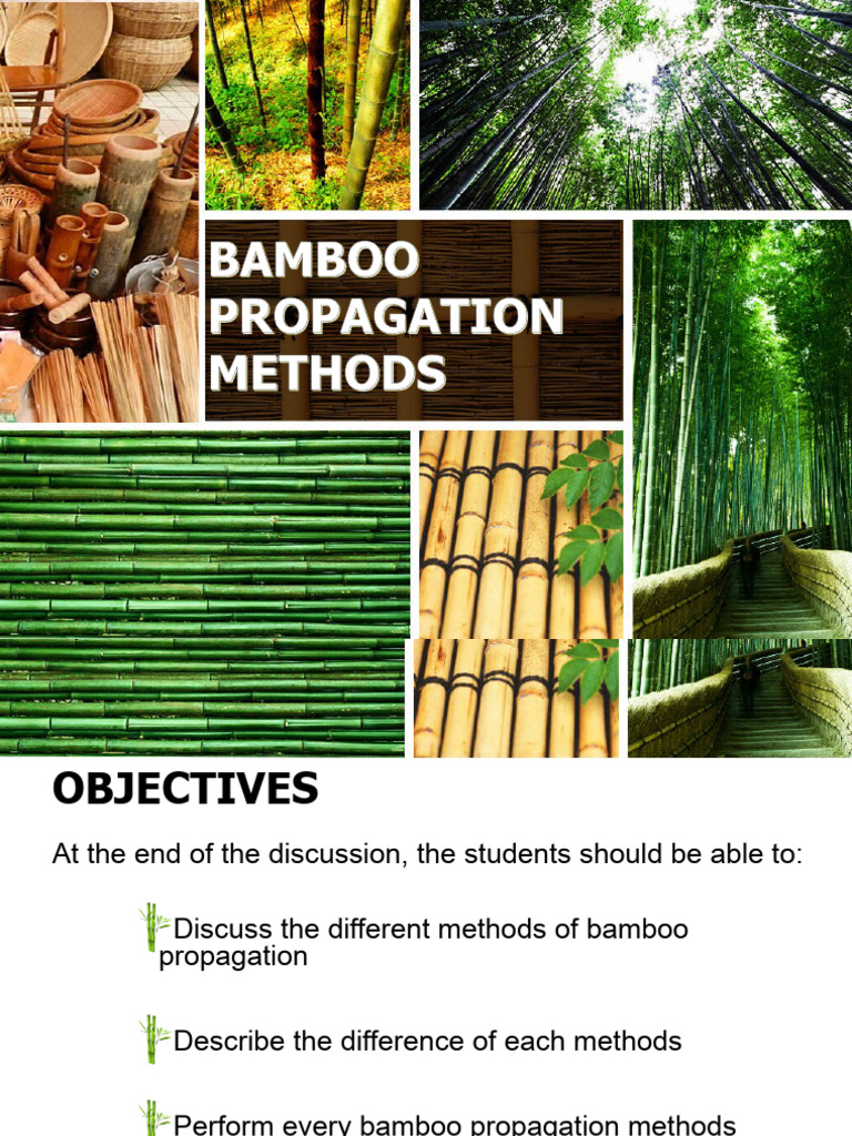 BAMBOO | PDF | Bamboo | Moss