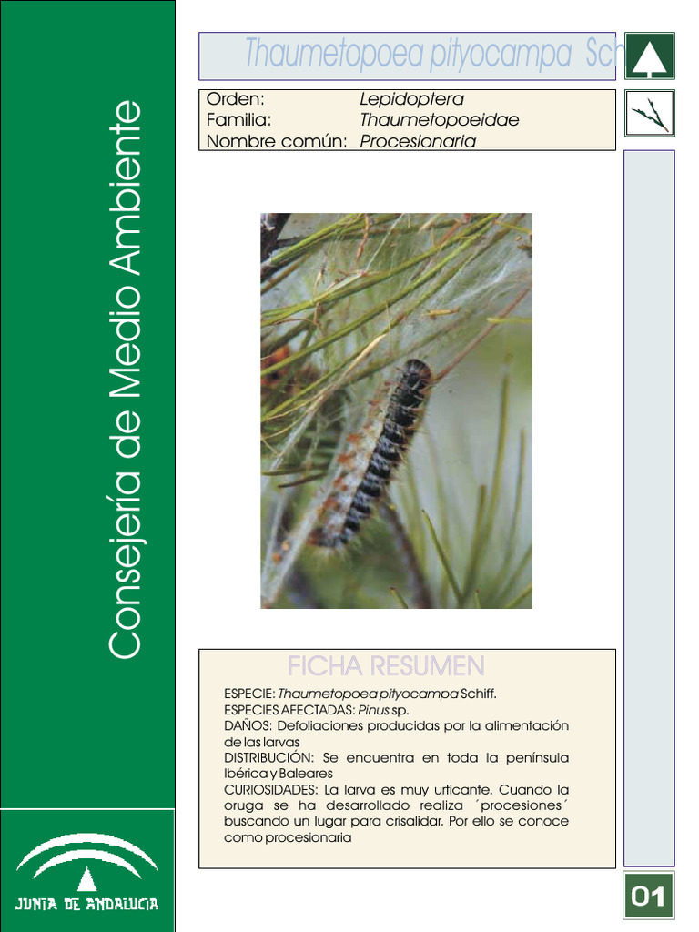 PROCESIONARIA | PDF | Crisálida | Insectos y humanos