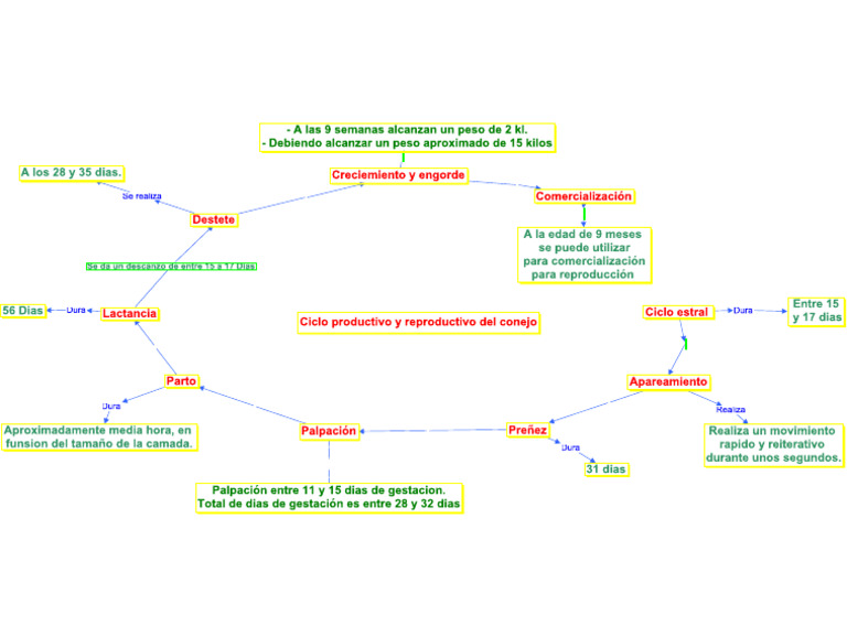 Ciclo Estral Del Conejo | PDF