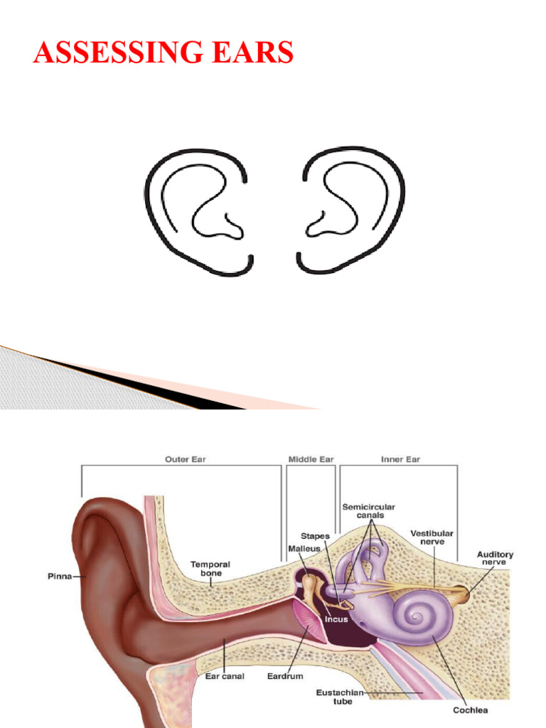 Assessing Ears | PDF | Ear | Hearing