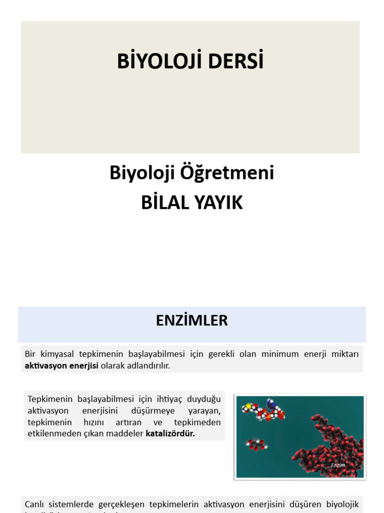 Slayt (Enzi̇mler) | PDF