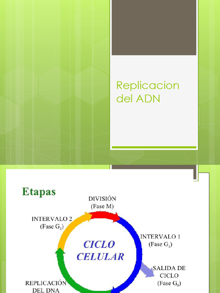 Video 5 - Replicación Del ADN | PDF | Replicación De Adn | Adn