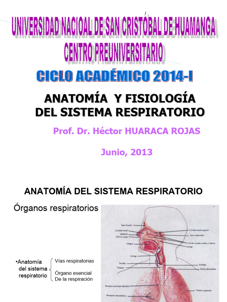 SISTEMA RESPIRATORIO | Descargar gratis PDF | Laringe | Sistema respiratorio