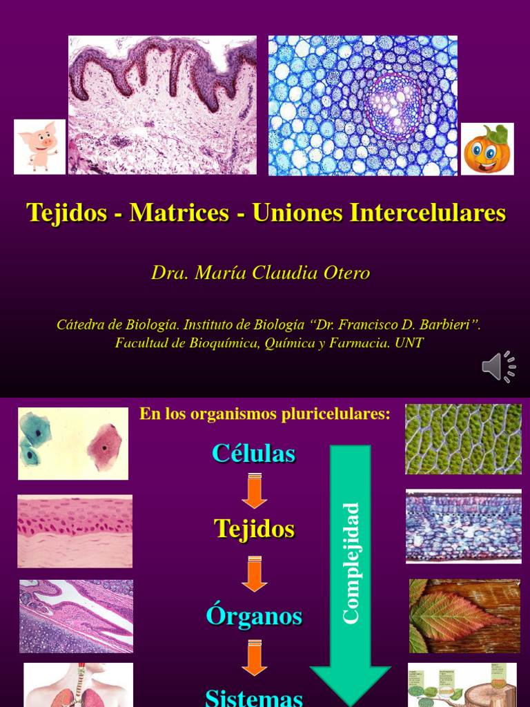 1 Tejidos- Matrices- Uniones | Descargar gratis PDF | Epitelio ...