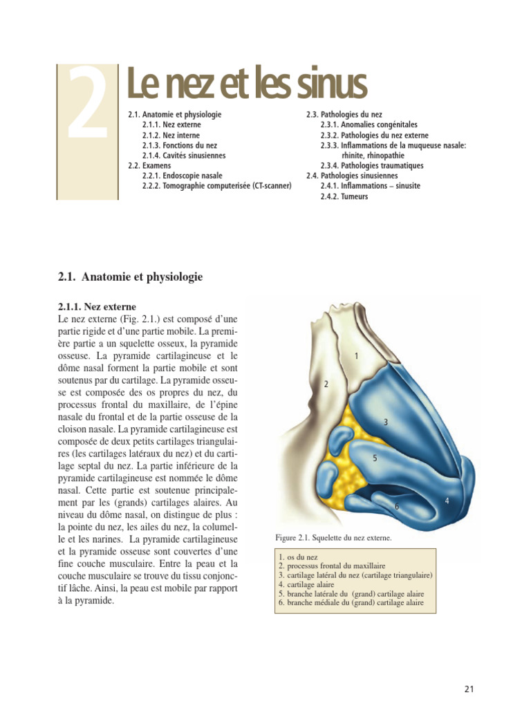 Anatomie et fonctions du nez externe | PDF | Rhume | Allergie