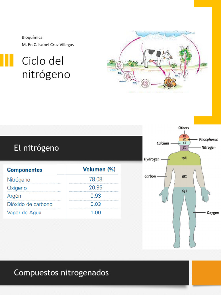 Clase Bioquimica - Ciclo Del Nitrógeno | PDF | Nitrógeno | Amoníaco