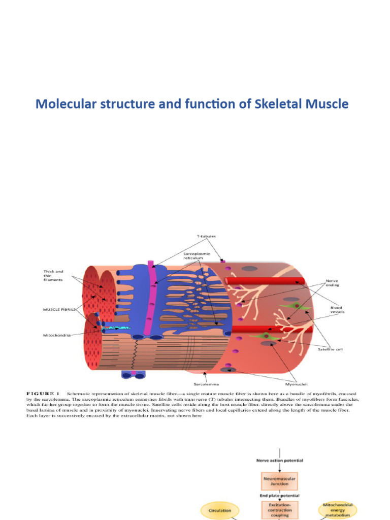 Skeletal Muscle Fiber Types and Functions | PDF | Skeletal Muscle | Actin