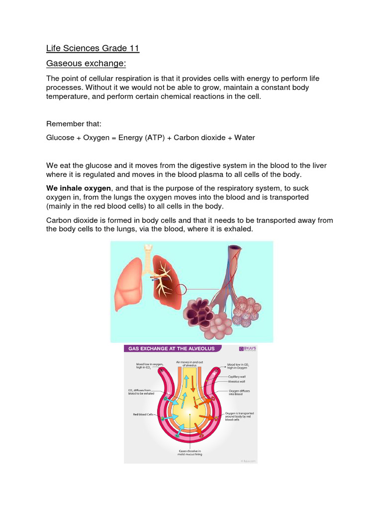 GR 11 LS Gaseous Exchange and Lungs | PDF | Respiratory System | Blood