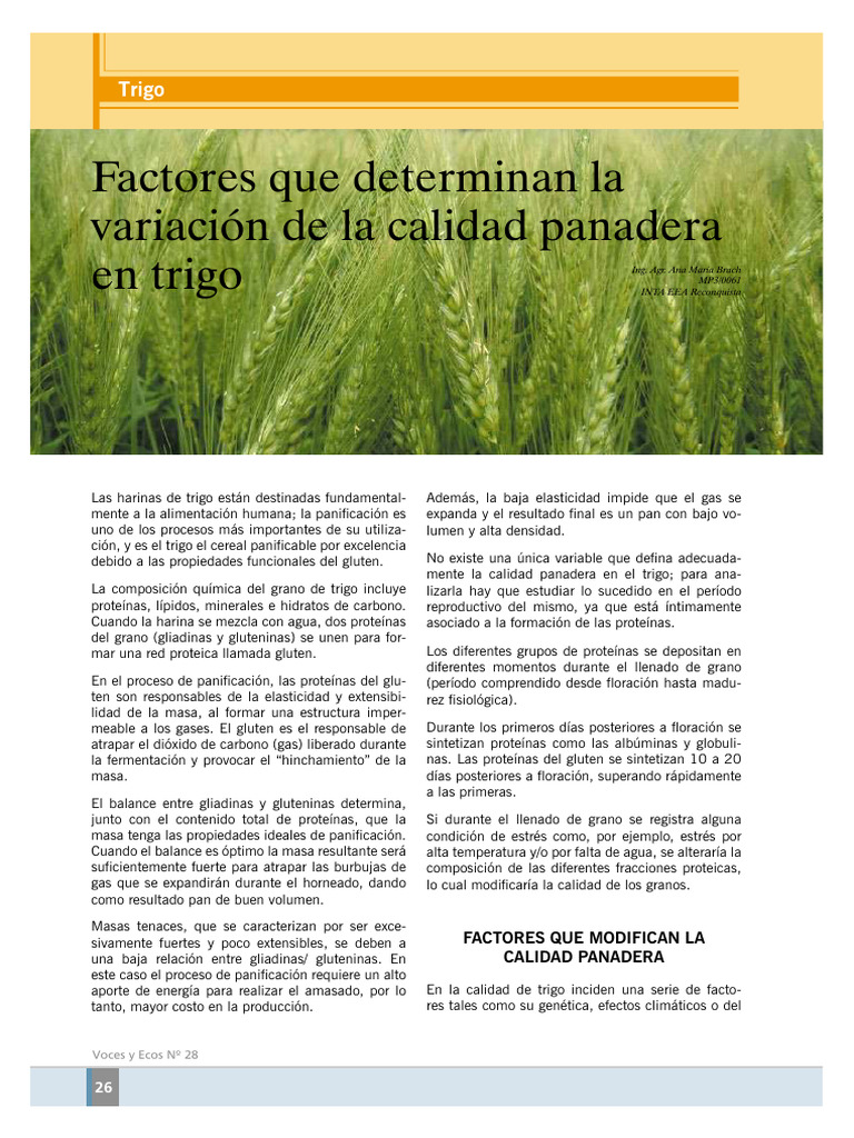 Script-tmp-Inta Voces y Ecos Nro28 | PDF | Panes | Trigo