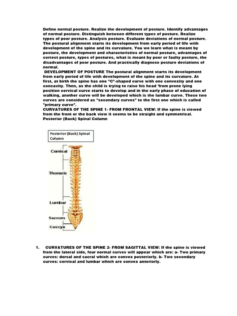 Notes On Posture | PDF | Anatomical Terms Of Motion | Vertebral Column
