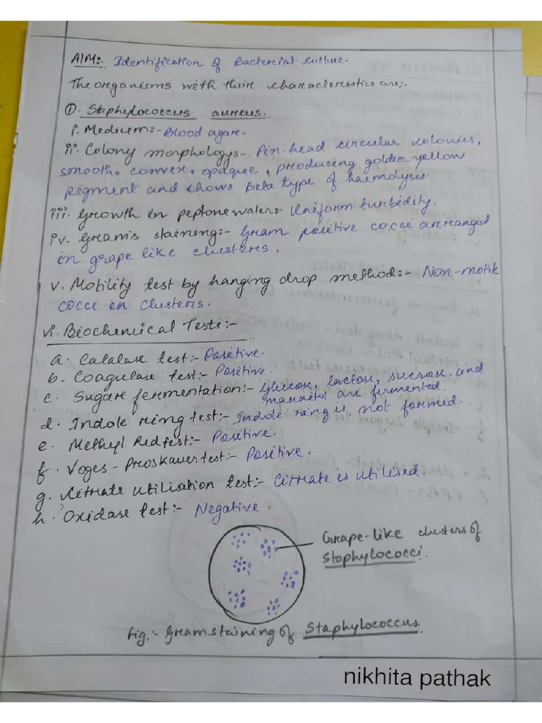 Micro Practical (Added) | PDF