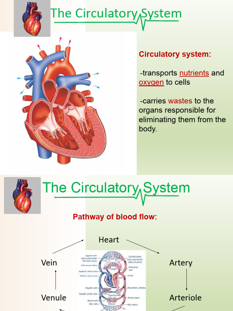 11 - CH 3.2 Circulatory System | PDF | Heart Valve | Atrium (Heart)