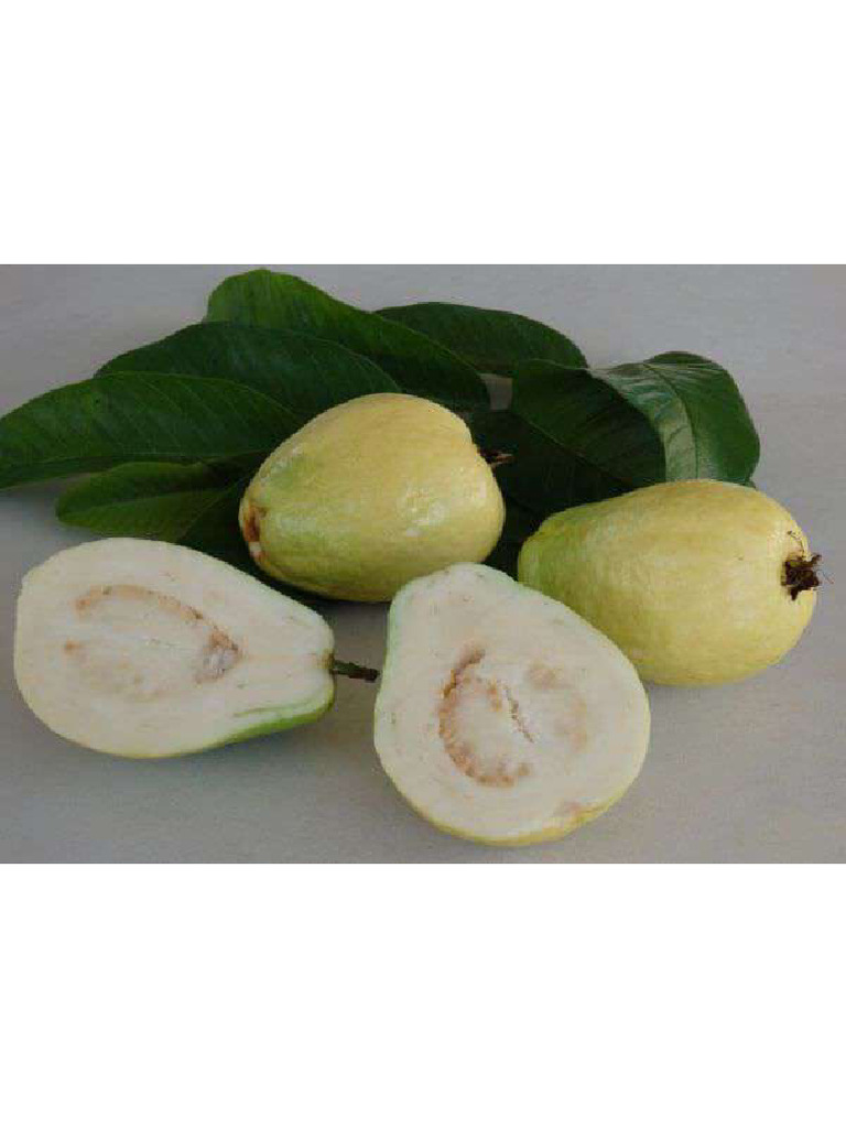 Buah Jambu Pir | PDF