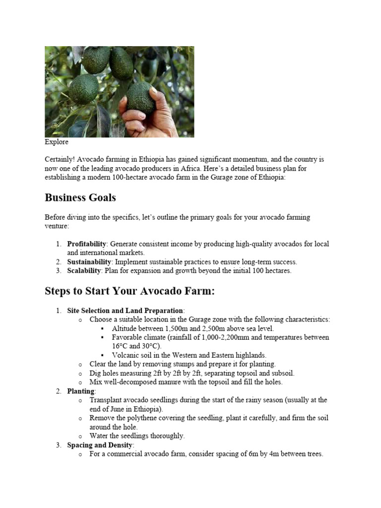 Avocado Farming Business Plan in Ethiopia | PDF | Agriculture ...