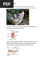 Anatomía del Escorpión: Guía Completa | PDF