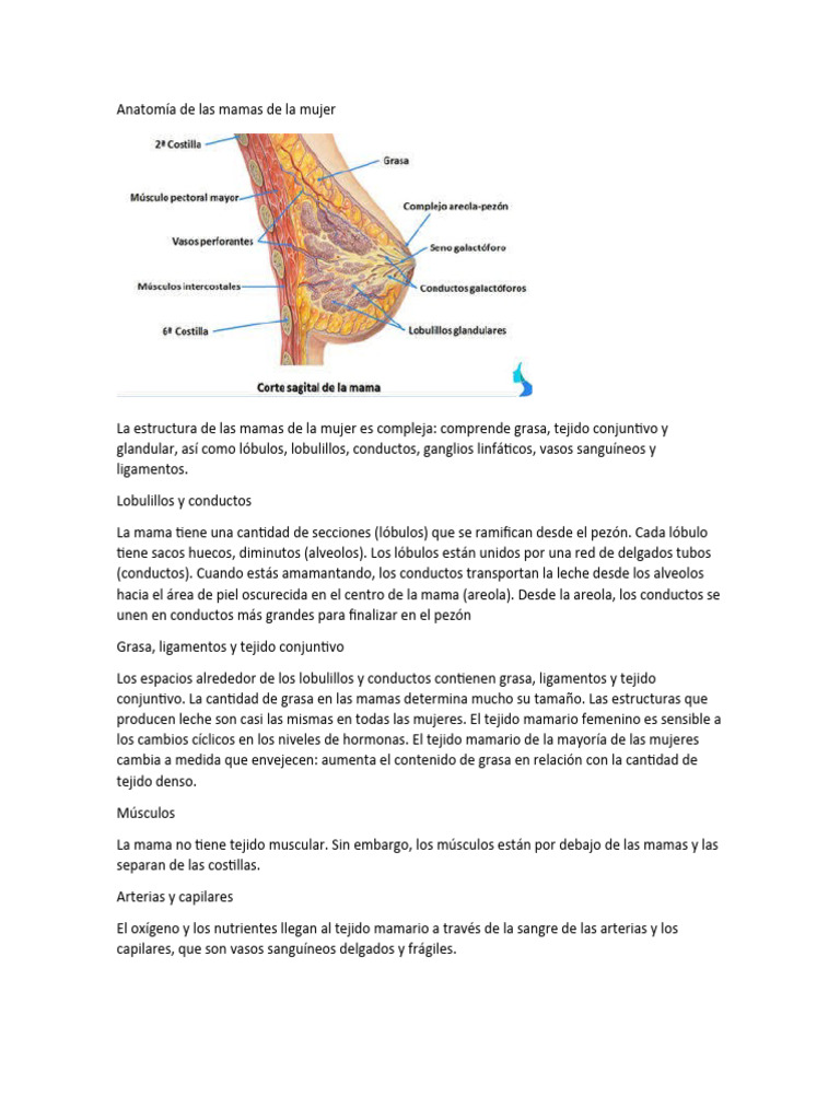 Anatomía de Las Mamas de La Mujer | PDF | Pecho | Leche