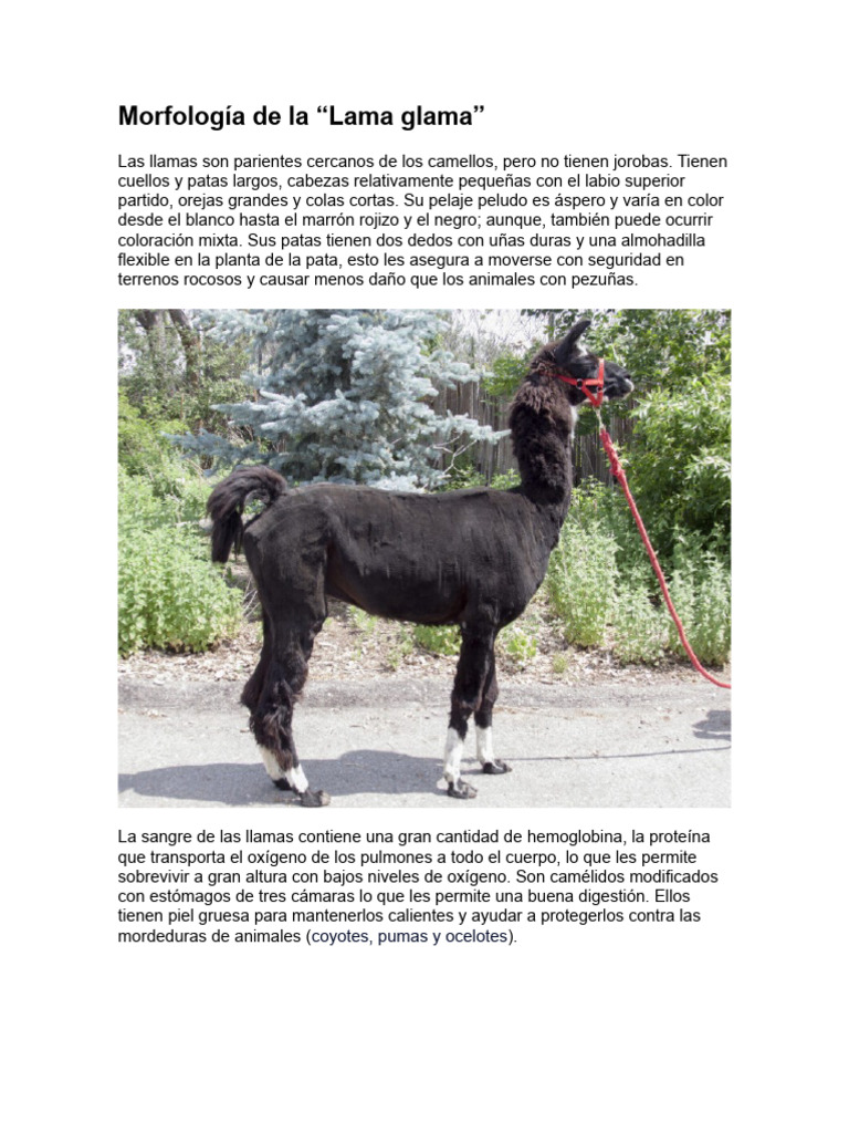 Morfología de Lama Glama | PDF | Estudios de idiomas extranjeros ...