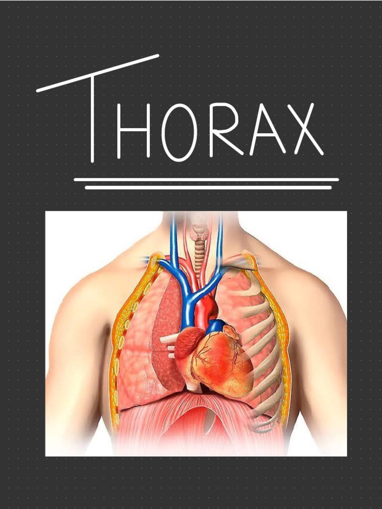 Thorax Notes | Download Free PDF | Thorax | Thorax (Human Anatomy)