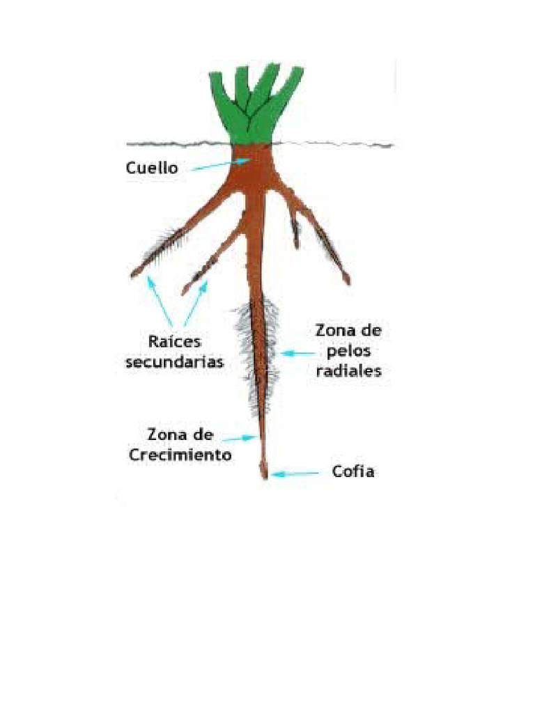 TALLO | PDF