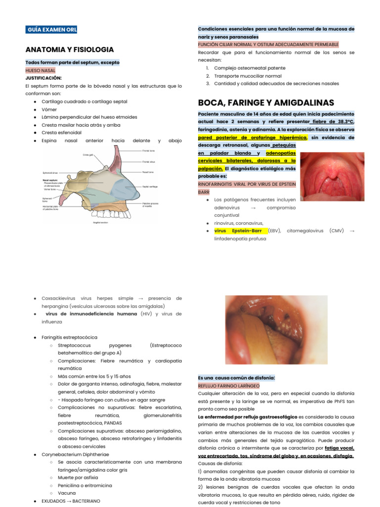 Guía Completa para Examen ORL | PDF | Alergia | Medicina CLINICA