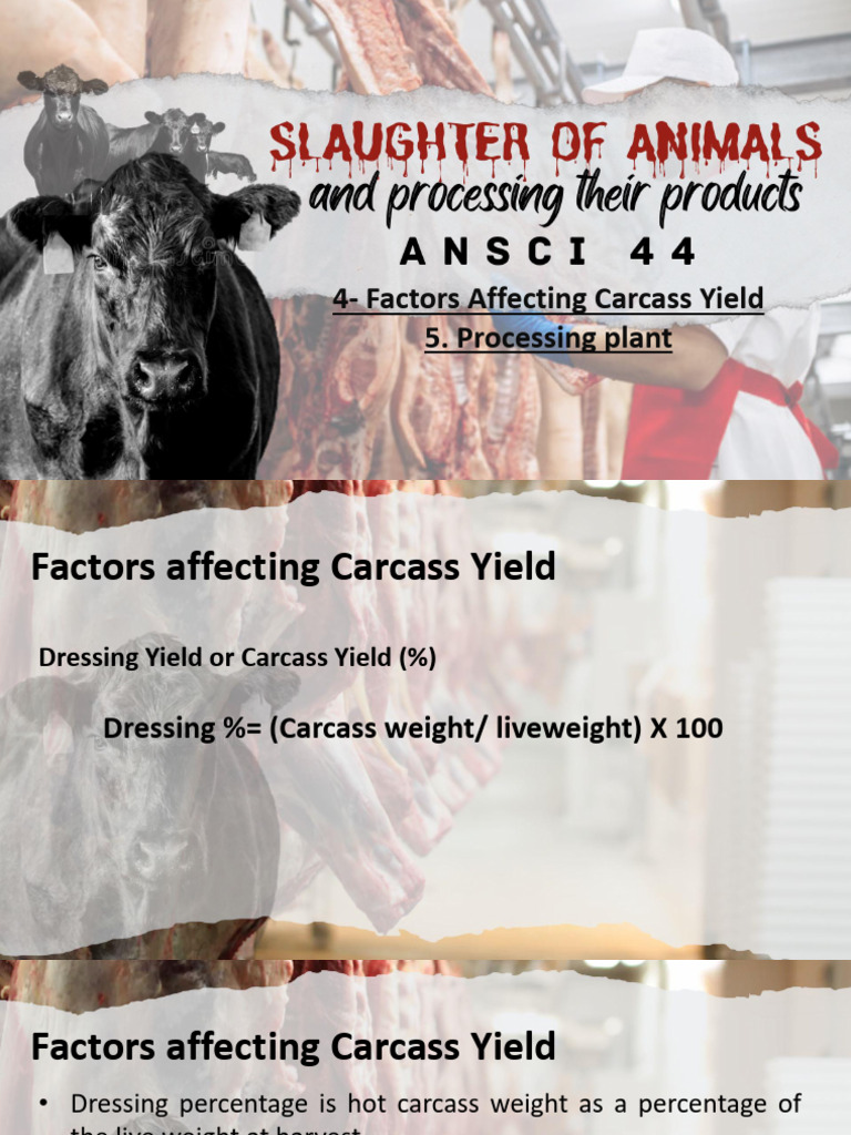 Ansci 44 Unit 4 and 5. Factors Affecting Carcass Yield and Processing ...