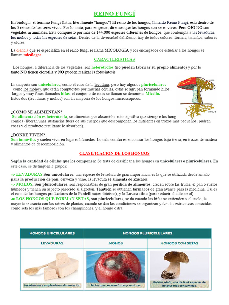 Reino Fungi | PDF | Hongo | Reproducción