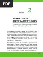 Morfologia Gramineas | PDF | Semente | Raiz