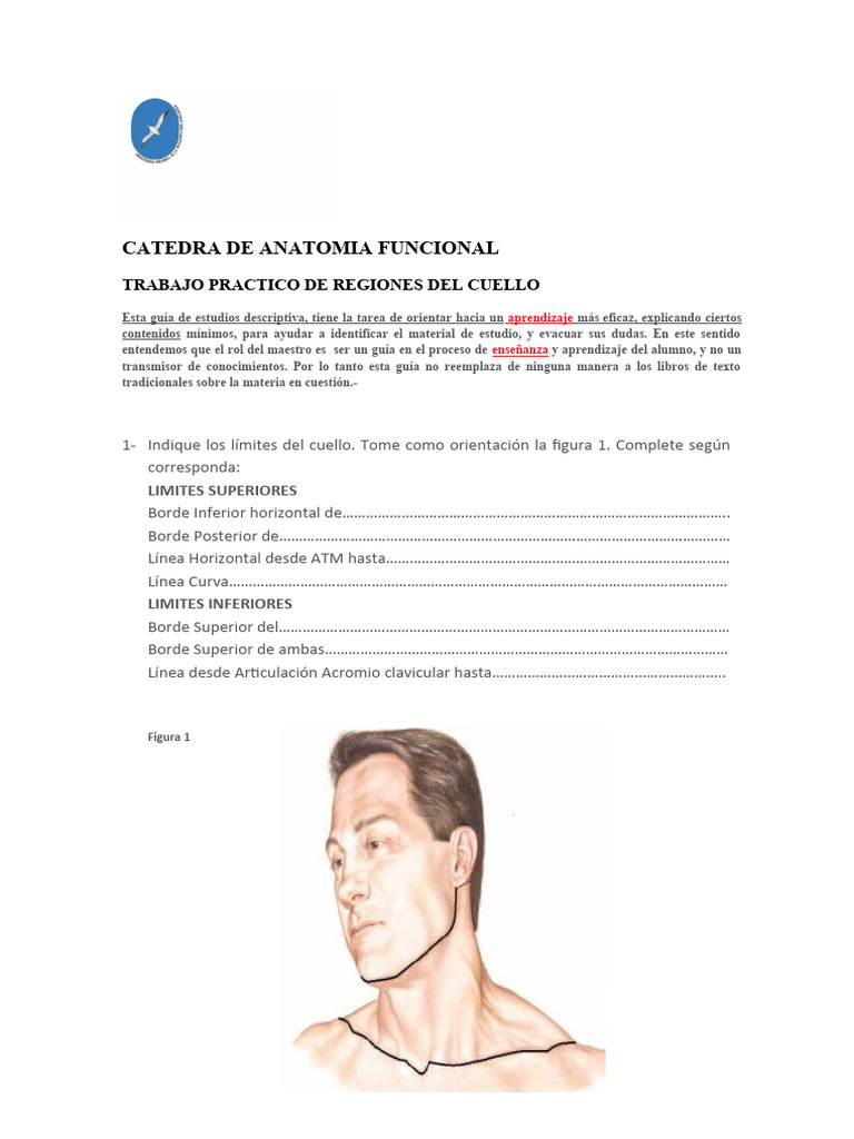 Trabajo Practico de Regiones Del Cuello | PDF | Cuello | Anatomía