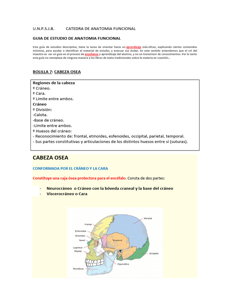 Guia de Estudio 7 - Cabeza Osea | PDF | Cráneo | Anatomía