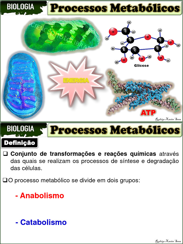 1 - Metabolismo Fotossintese Químiossintese | PDF | Metabolismo ...