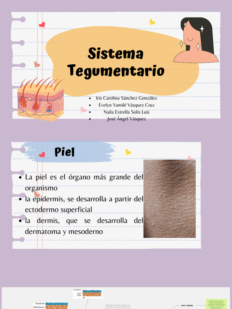 sistema tegumentario. | Descargar gratis PDF | Piel | Sistema tegumentario