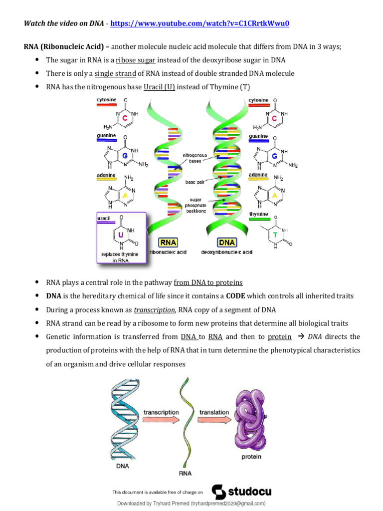 RNA vs DNA: Key Differences Explained | PDF