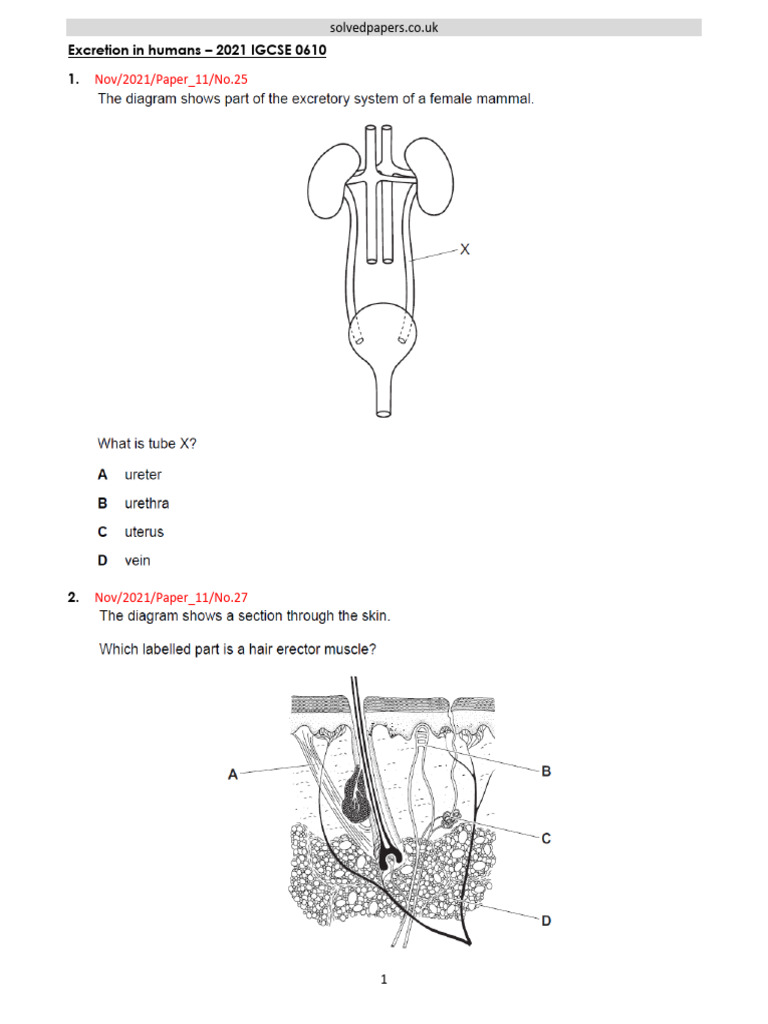 2021N Excretion in Humans IGCSE 0610 | PDF