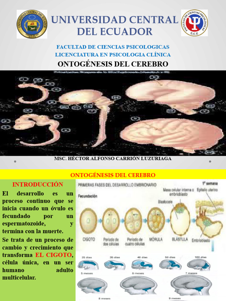 Ontogénesis Del Cerebro | PDF | Embrión | Desarrollo prenatal