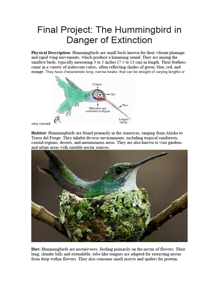 Final Project | PDF | Birds | Zoology