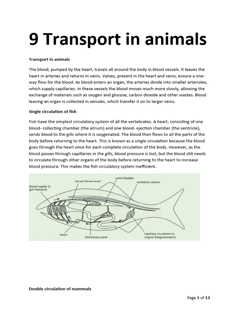 9 Transport in Animals | PDF | Atrium (Heart) | Heart