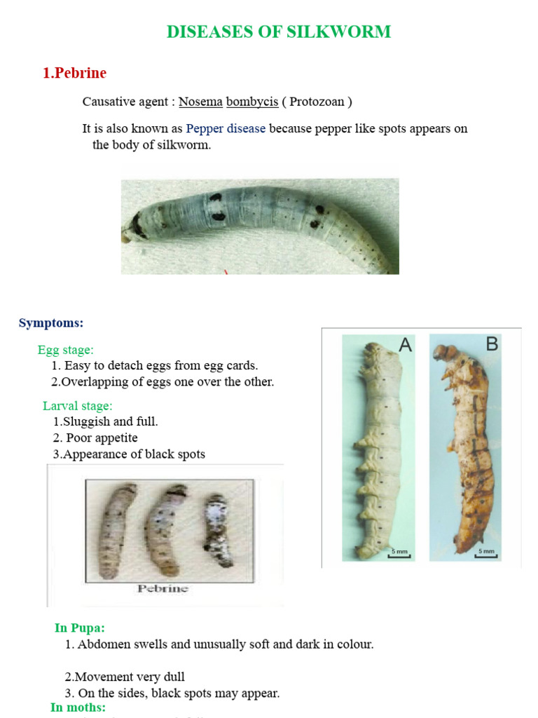 Disease of Silkworm | PDF | Insects