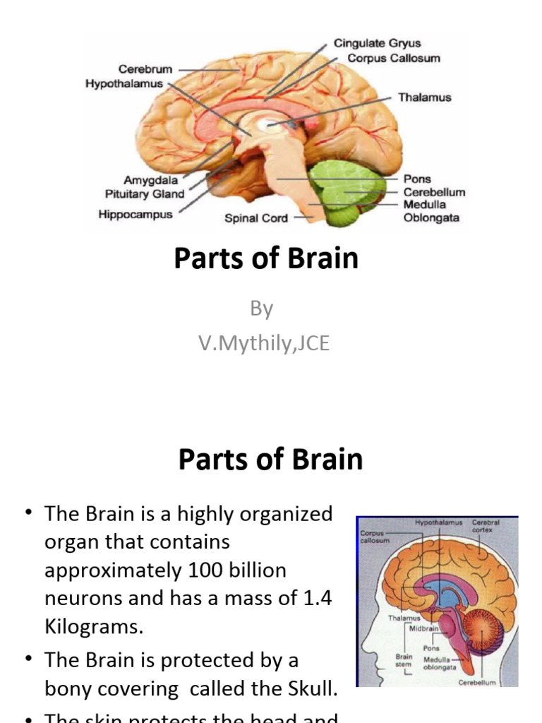 Parts of Brain | PDF | Brainstem | Cerebral Cortex