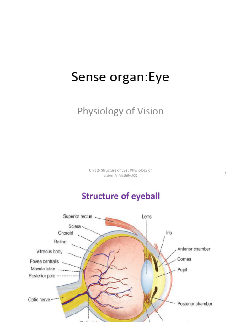 Physiology of Vision | PDF | Visual System | Eye