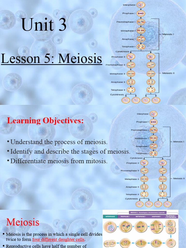 Lesson 5_ Meiosis (Part 2) | PDF | Meiosis | Chromosome