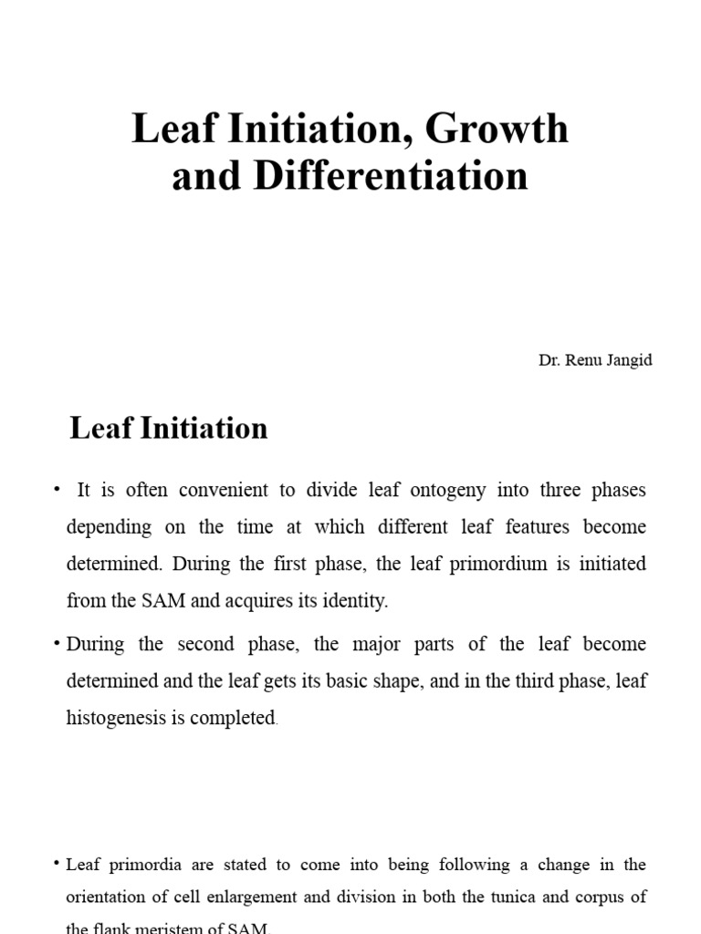 Leaf Growth and Differentiation | PDF | Leaf | Auxin