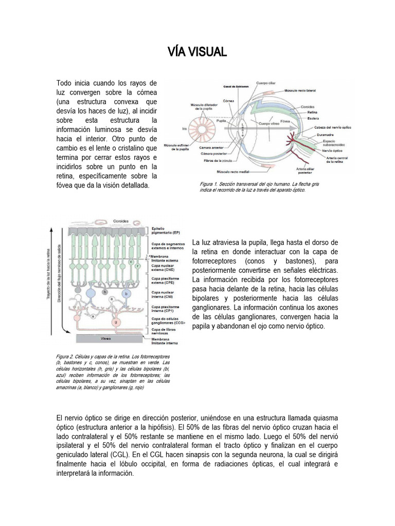 Anatomía y Lesiones de la Vía Visual | PDF | Percepción visual | Retina